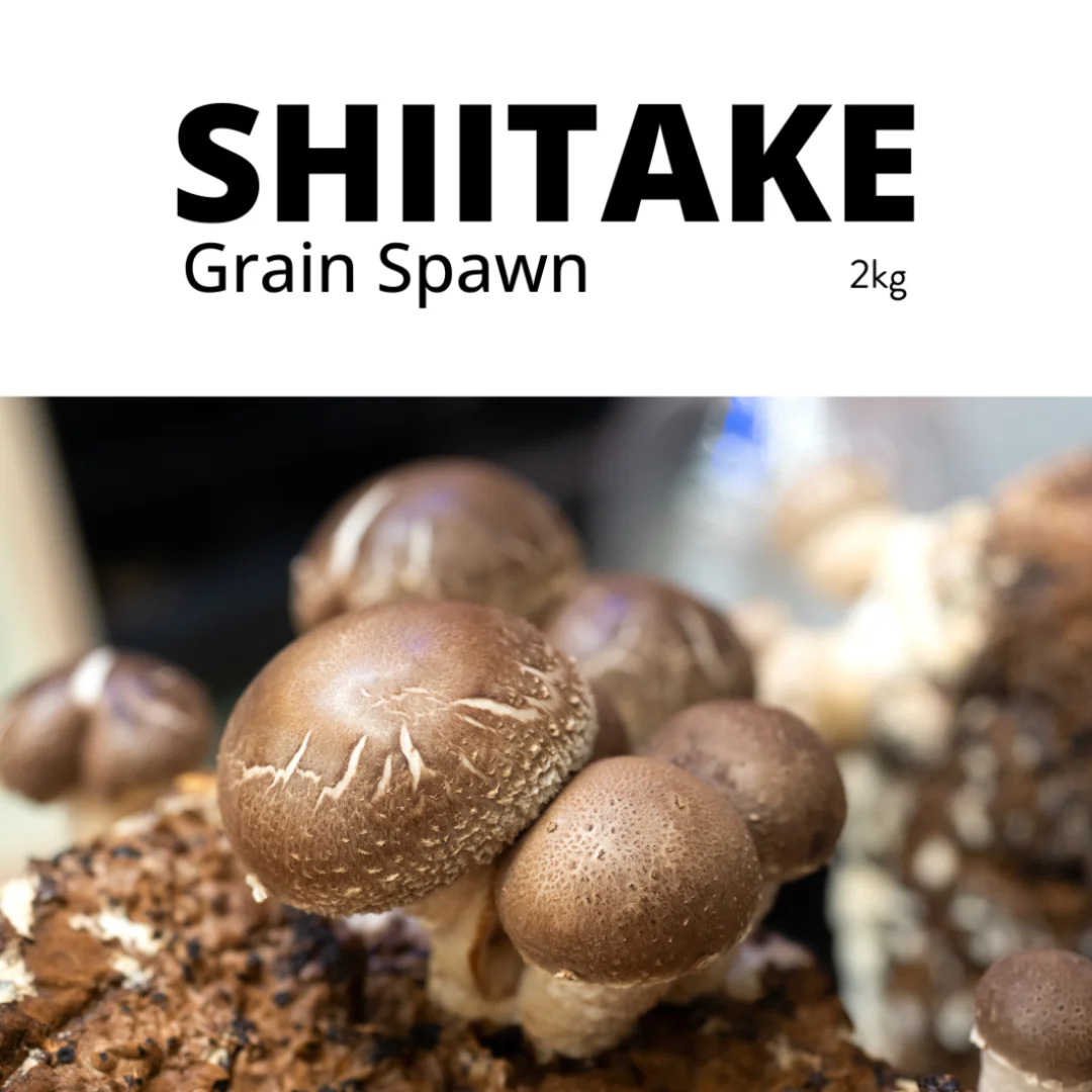 Grain Spawn | AfriFungi